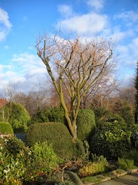 Ariel Tree Care in Bolton BL2 4AL