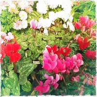 Bampton Garden Plants in Bampton, Oxfordshire OX18 2AA