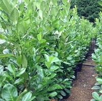 Bampton Garden Plants in Bampton, Oxfordshire OX18 2AA