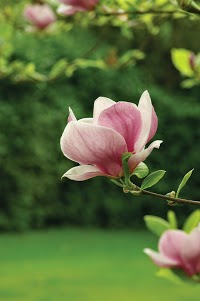 Beaconsfield, a Wyevale Garden Centre in Beaconsfield, Buckinghamshire ...