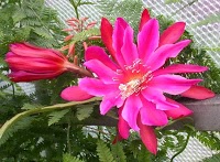 Cactus Shop in Winkleigh, Devon EX19 8DW