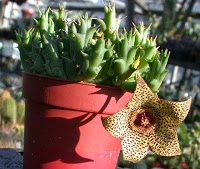 Cactus Shop in Winkleigh, Devon EX19 8DW