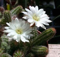 Cactus Shop in Winkleigh, Devon EX19 8DW