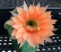 Cactus Shop in Winkleigh, Devon EX19 8DW