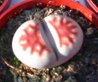 Cactus Shop in Winkleigh, Devon EX19 8DW