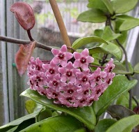 Cactus Shop in Winkleigh, Devon EX19 8DW