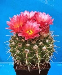 Cactus Shop in Winkleigh, Devon EX19 8DW