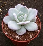 Cactus Shop in Winkleigh, Devon EX19 8DW