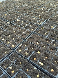 Chamberlains Plant Centre in Newent, Gloucestershire GL18 1DN