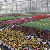 Flowerland Garden Centres in Bourne End, Buckinghamshire SL8 5EE