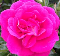 Flowerland Garden Centres in Bourne End, Buckinghamshire SL8 5EE