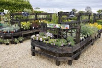 Green Pastures Plant Centre & Farm Shop in Bergh Apton, Norfolk NR15 1BQ