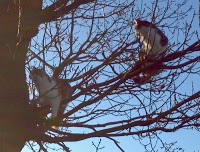 Heighley Gate, a Wyevale Garden Centre in Morpeth, Northumberland NE61 3DA