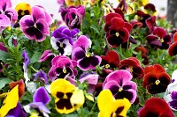 Lichfield Garden Centre in Curborough, Staffordshire WS13 8ES