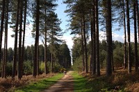 Notts Trees in Nottingham NG1 5BL