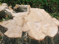P & P French Tree Services in Asgarby, Lincolnshire NG34 9QE