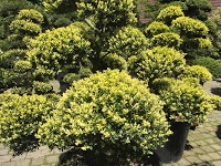 Paramount Plants & Gardens in Enfield, Greater London EN2 9BH