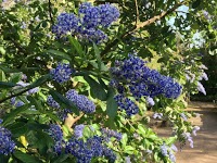 Paramount Plants & Gardens in Enfield, Greater London EN2 9BH