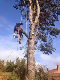 R.S Tree Care in Ditchingham, Suffolk NR35 2RA