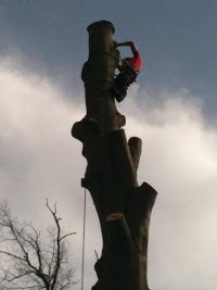 R.S Tree Care in Ditchingham, Suffolk NR35 2RA