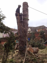 R.S Tree Care in Ditchingham, Suffolk NR35 2RA