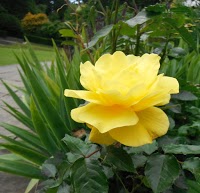 ROSS garden design in Plymouth, Devon TQ11 0AE