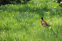 The Beth Chatto Gardens in Colchester, Essex, Essex CO7 7DB