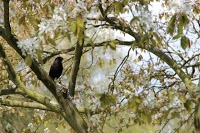 The Beth Chatto Gardens in Colchester, Essex, Essex CO7 7DB