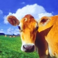 Wheelbirks in Stocksfield, Northumberland NE43 7HY